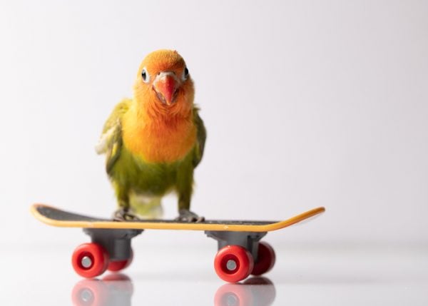 15 Tricks to Teach Your Bird - The Happy Chicken Coop