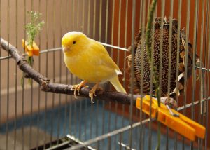 9 Of The Top Quiet Pet Bird Species - The Happy Chicken Coop