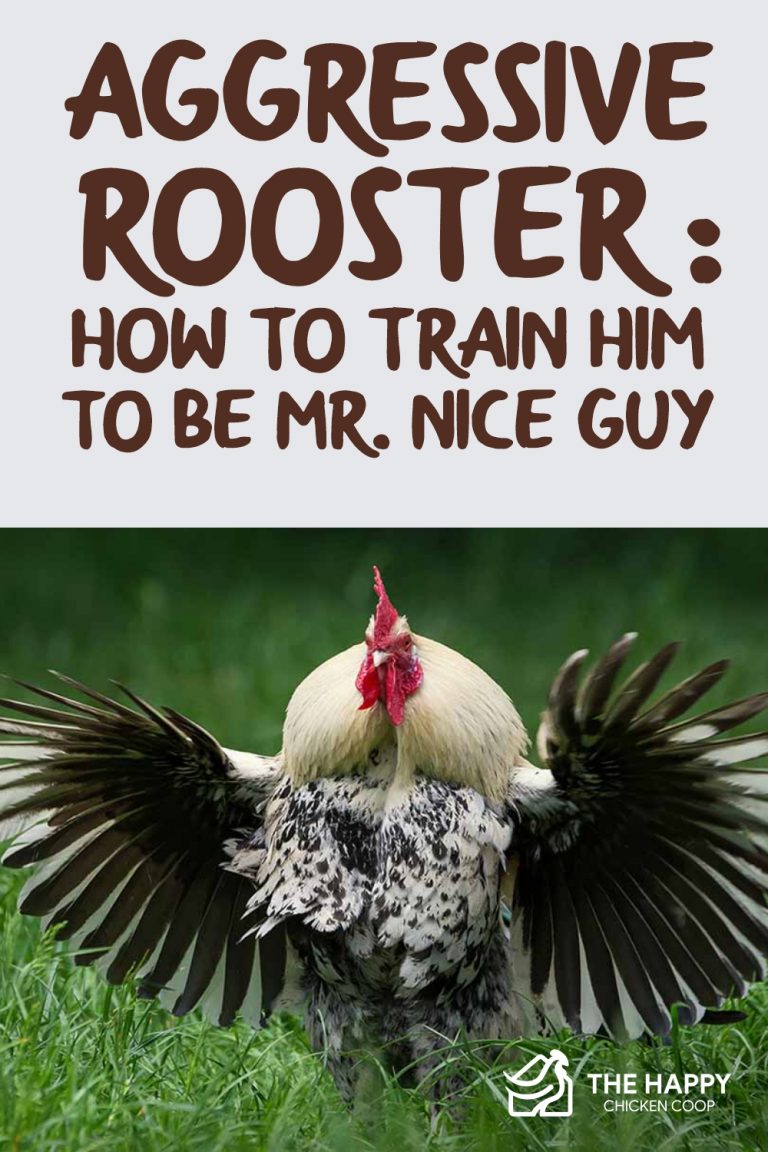 Aggressive Rooster: How to Train Him to be ‘Mr. Nice Guy’