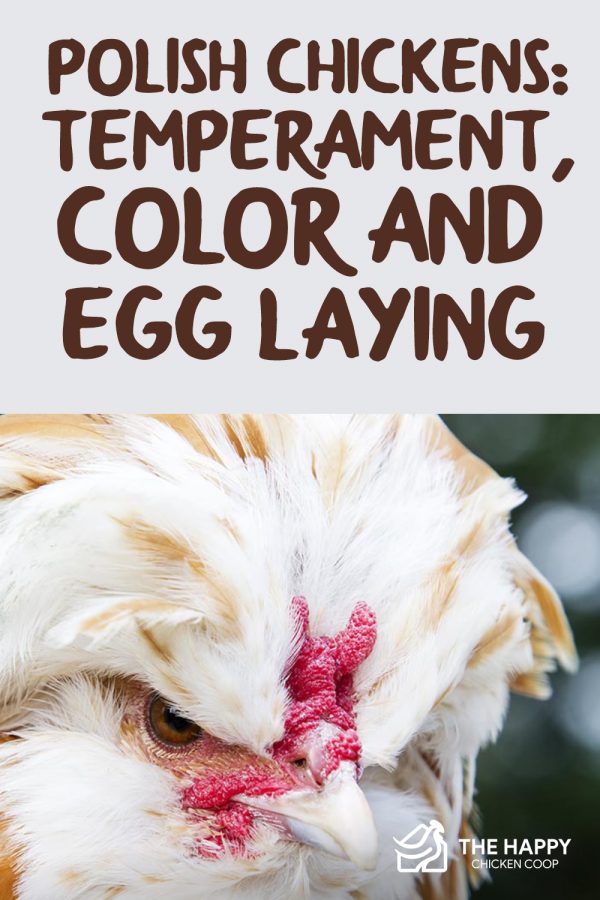 Polish Chickens: Temperament, Color and Egg Laying