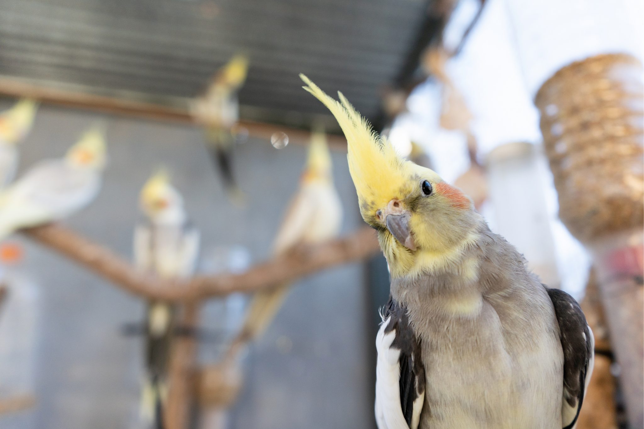 Cockatiels: Raising One and Different Types - The Happy Chicken Coop