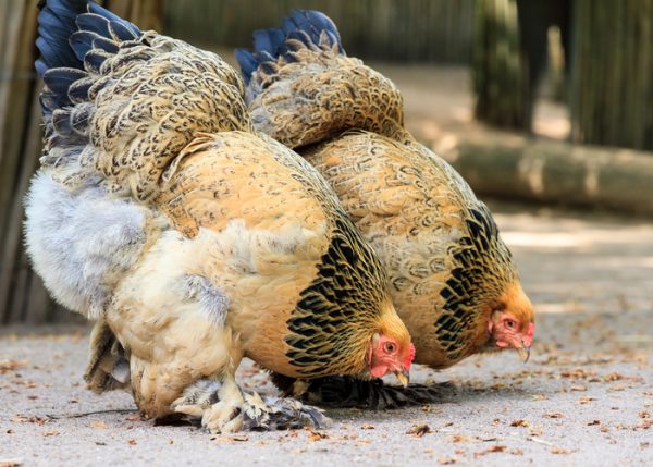 Buff Brahma Bantam: Everything You Need To Know