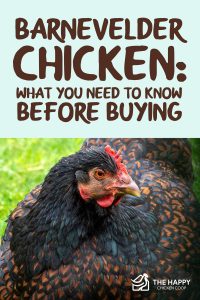 Barnevelder Chicken: What You Need To Know Before Buying