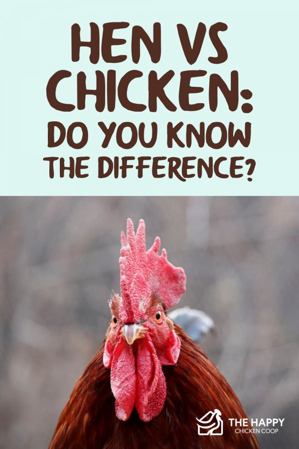 Hen Vs Chicken: Do You Know The Difference?