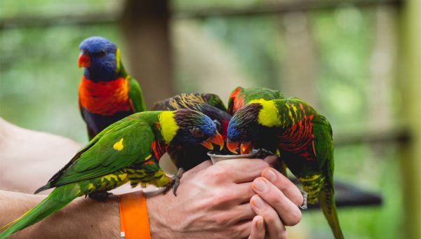 5 Best Bird Feed for Your Pet Bird: Parrot, Parakeet, Budgie Food ...