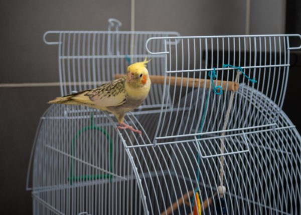 9 Best Bird Cages: Large, Small, and Outdoor Buying Guide and Review [2022]