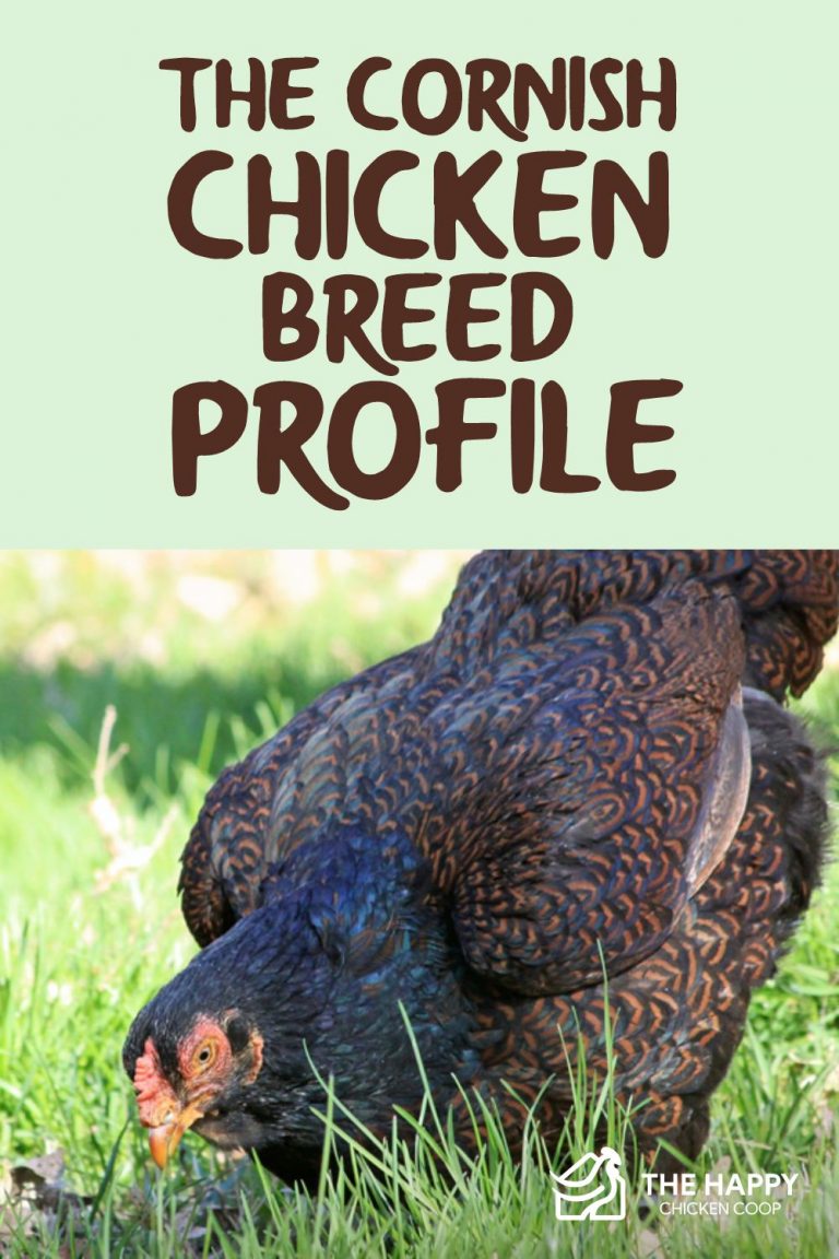 The Cornish Chicken Breed Profile – All You Need To Know - The Happy ...