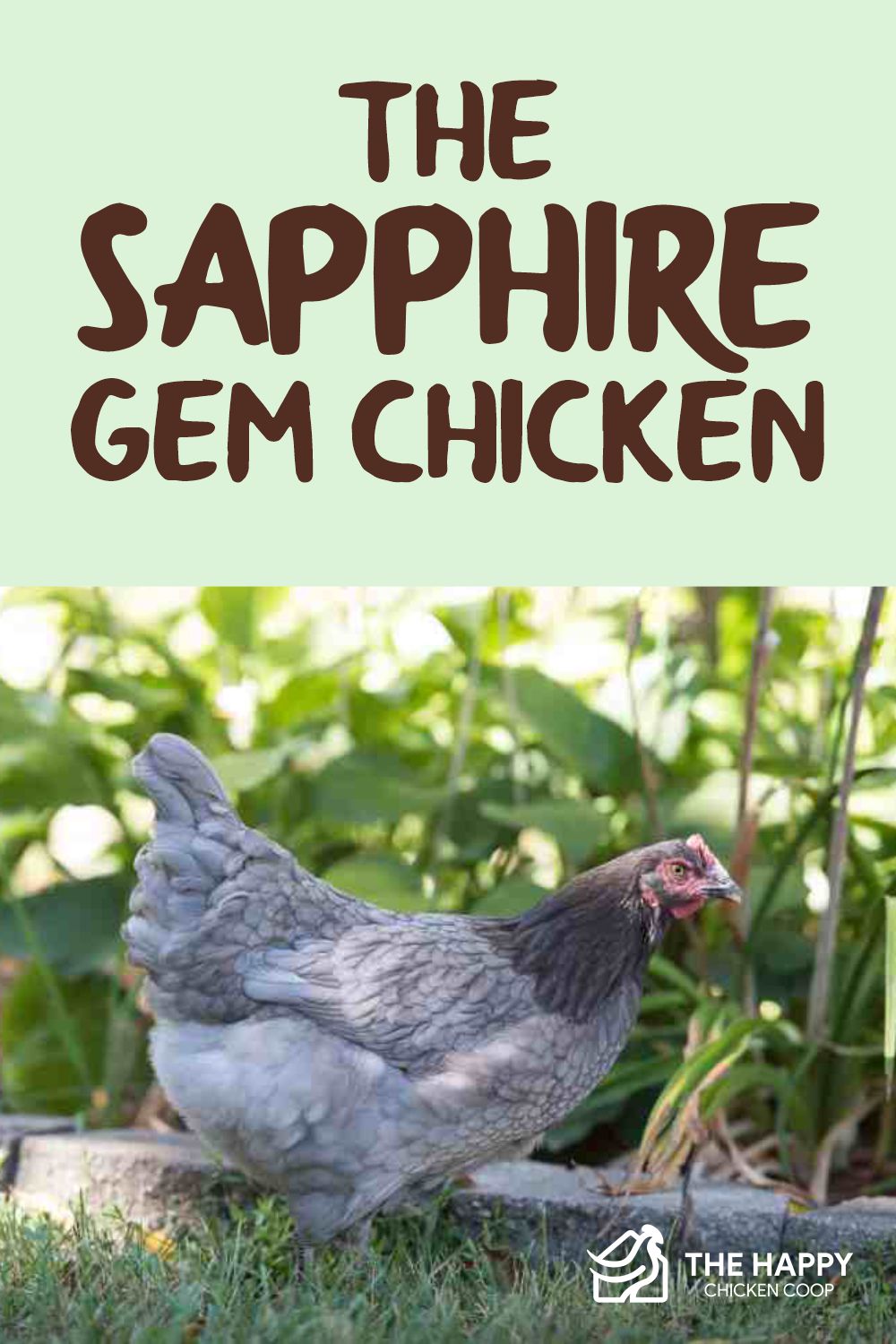 The Sapphire Gem Chicken: The Complete Info Guide - The Happy Chicken Coop