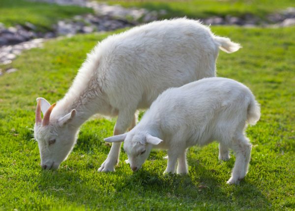 Best Goat Feed - A Helpful Buying Guide 2023 - The Happy Chicken Coop