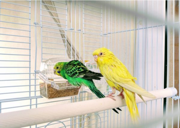Best Pet Birds for Beginners: The Ultimate Bird Owners Guide