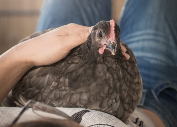 Top 8 Lap Chicken Breeds - The Happy Chicken Coop