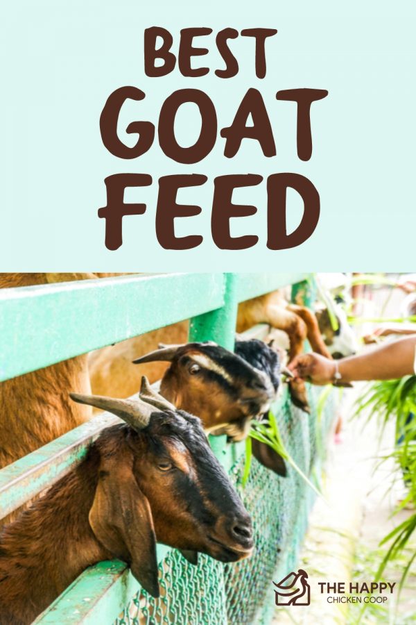 Best Goat Feed - A Helpful Buying Guide 2023 - The Happy Chicken Coop