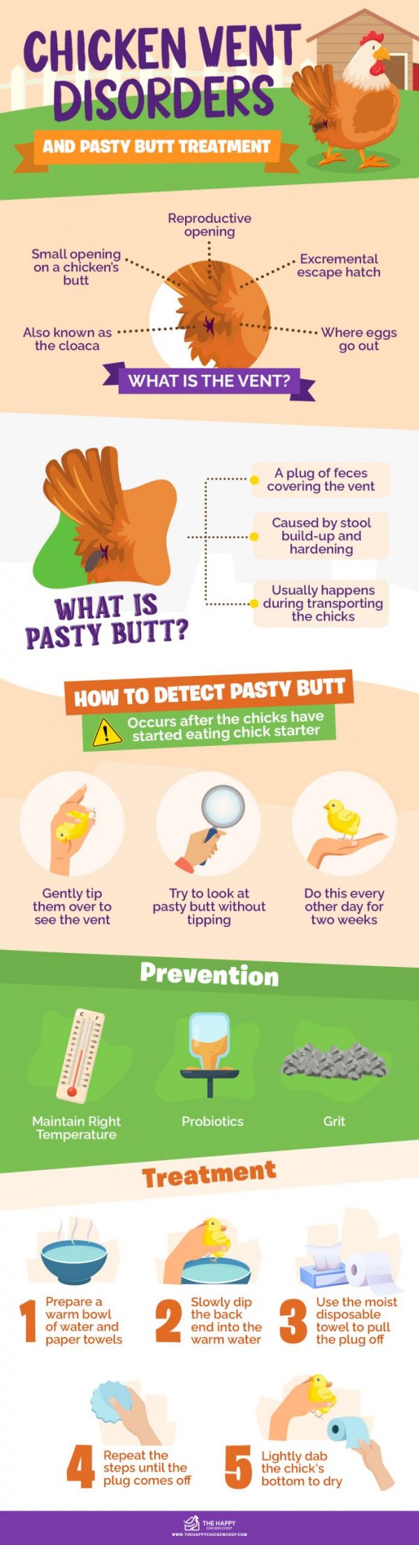 Chicken Vent Disorders And Pasty Butt Treatment