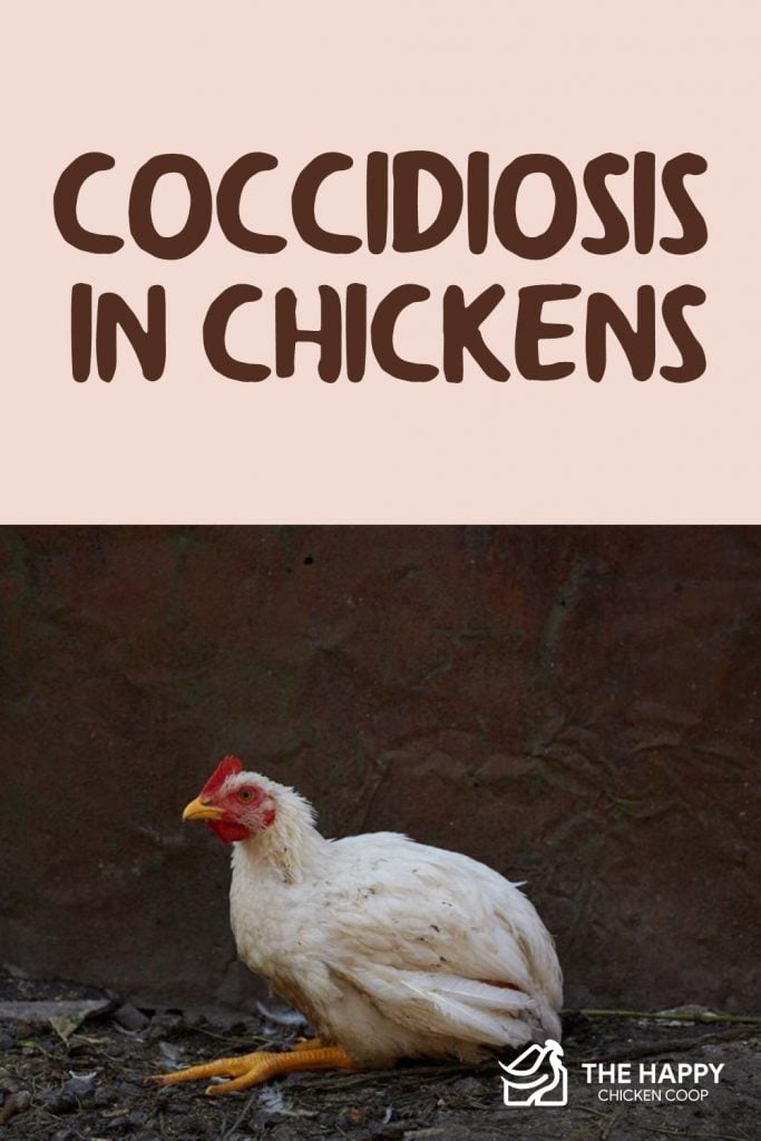 Coccidiosis in Chickens - How To Identify And Treat Coccidiosis in Chickens - How To Identify And Treat