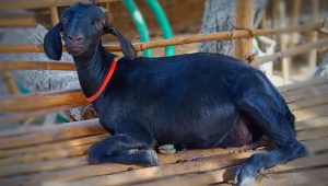 Goat Bloating - Causes, Symptoms, Treatment and Prevention