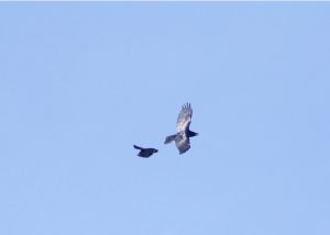 Raven vs Crow: How to Tell the Difference — A Definitive Guide