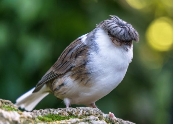 Top Canary Bird Breeds A-Z - The Happy Chicken Coop
