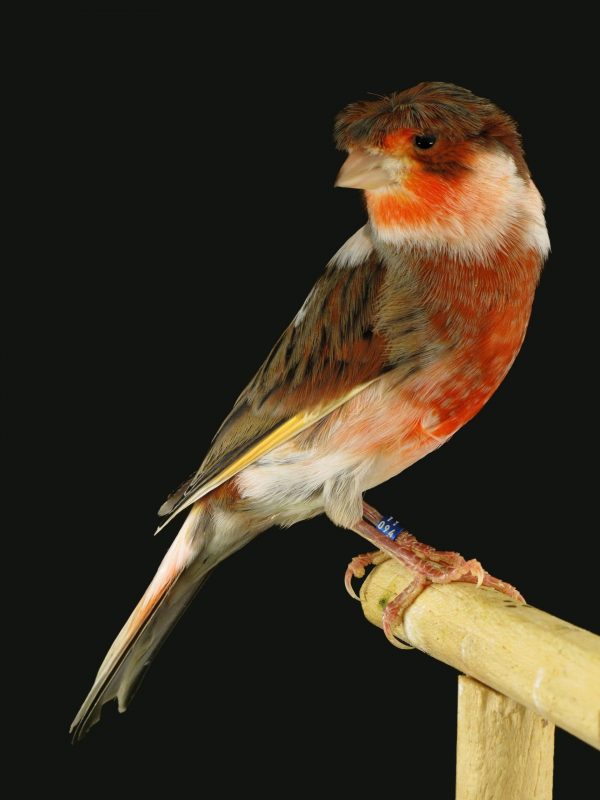 Top Canary Bird Breeds A-Z - The Happy Chicken Coop