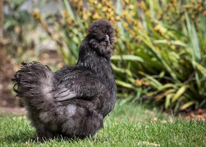 Black Silkie Chicken Breed Everything You Need To Know