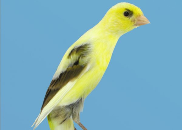 Top Canary Bird Breeds A-Z - The Happy Chicken Coop