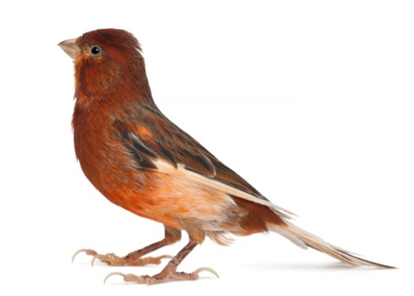 Top Canary Bird Breeds A-Z - The Happy Chicken Coop