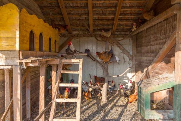 7 Best Chicken Coop Roof Ideas: Options and Roofing Materials