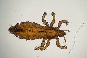 How To Identify, Treat, and Prevent Chicken Lice
