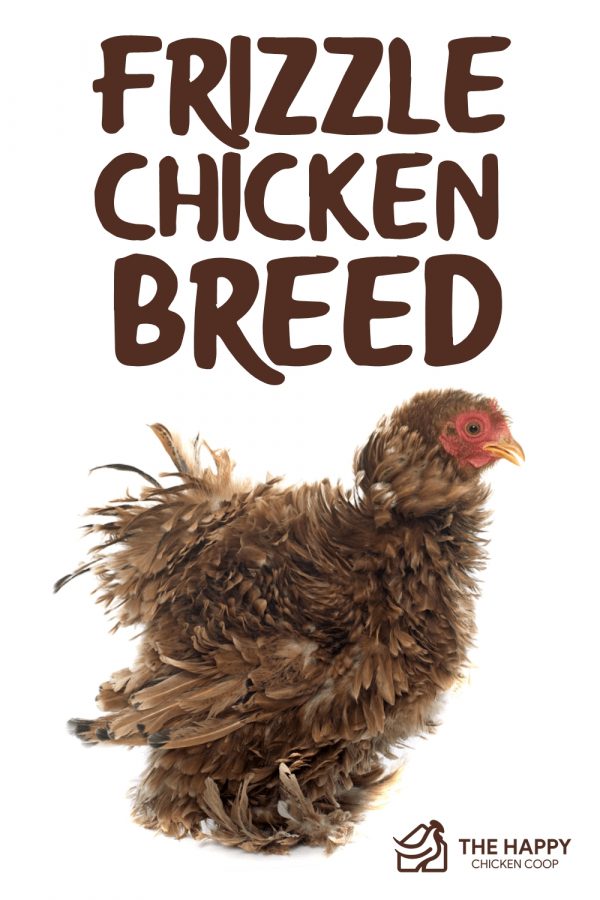 Frizzle Chicken: Breed Profile, Care Guide and More…