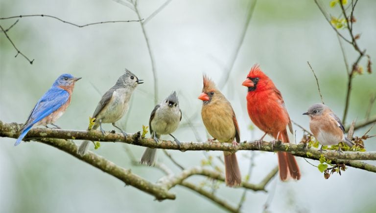 11 Most Common Types of Backyard Birds You Should Know About