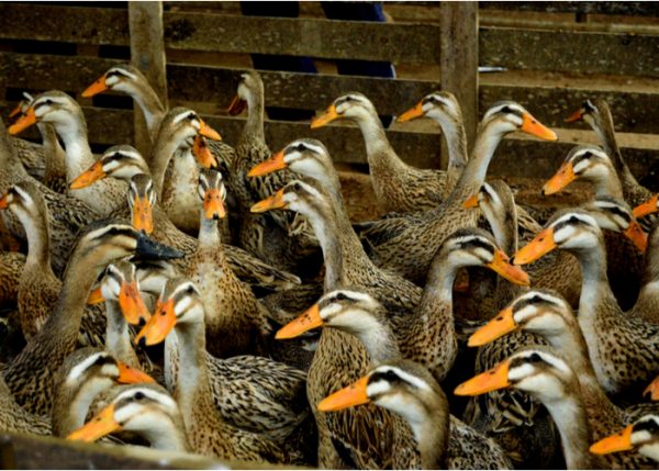 Alabio Duck Breed: Everything You Need to Know About this Birds