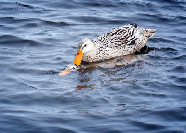 Alabio Duck Breed: Everything You Need to Know About this Birds