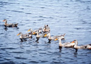 Alabio Duck Breed: Everything You Need to Know About this Birds