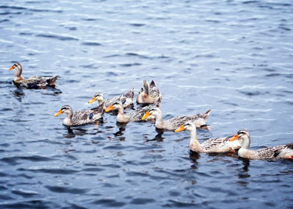 Alabio Duck Breed: Everything You Need to Know About this Birds