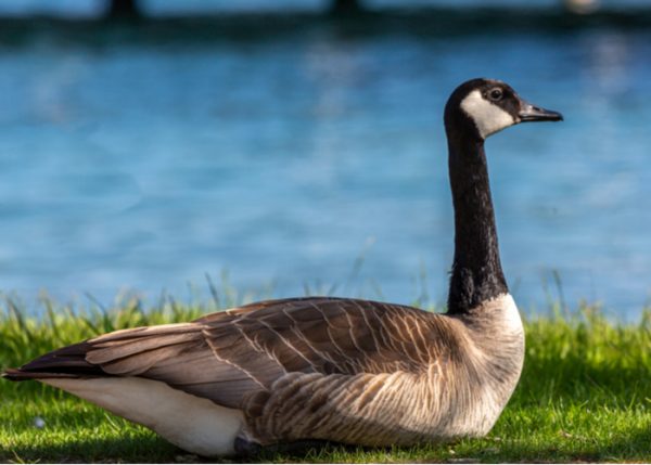 11 Most Common Types of Backyard Birds You Should Know About