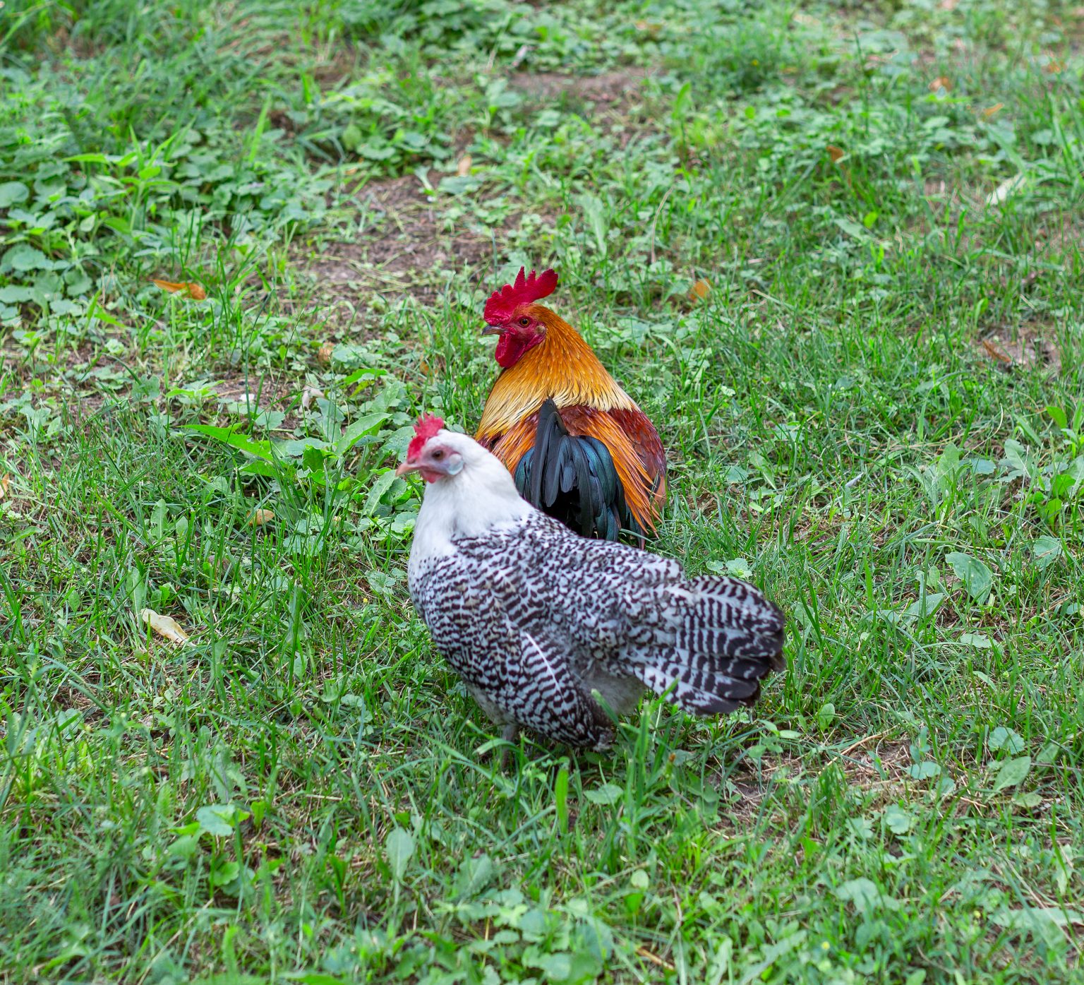 31 Best Desert Chicken Breeds - The Happy Chicken Coop