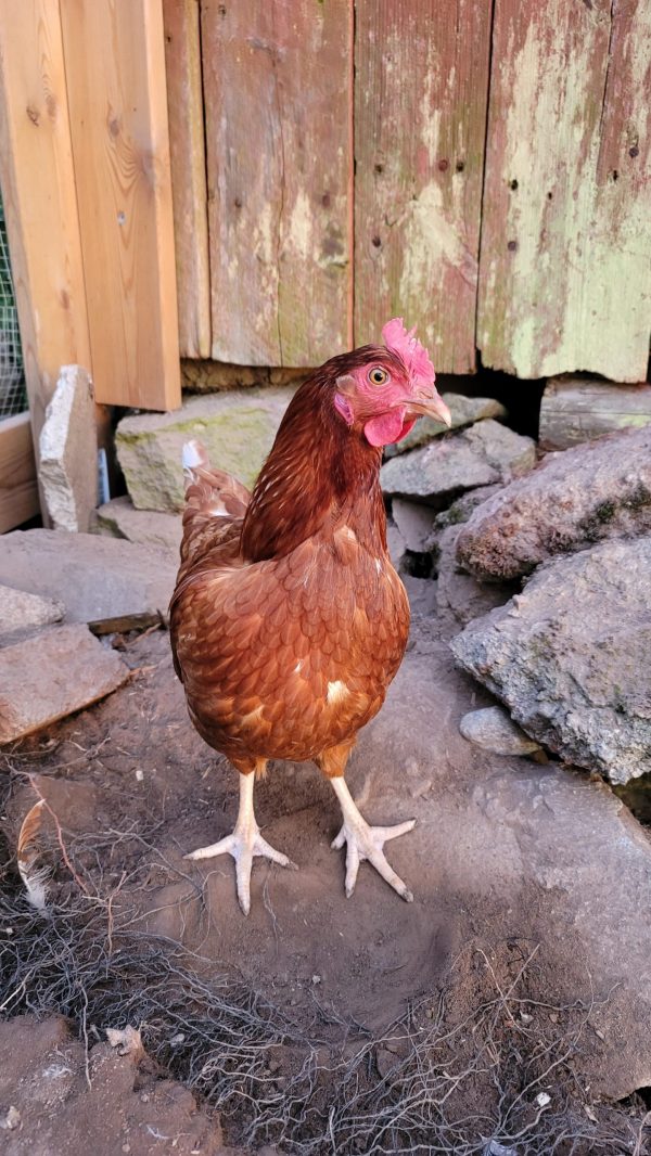 Bovans Brown Chicken Breed: Everything You Need to Know