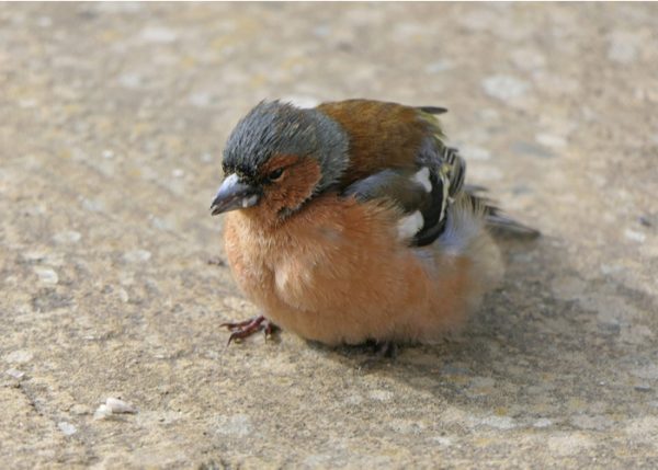 15 Interesting Facts About Finches That You Should Know About