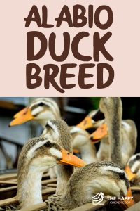 Alabio Duck Breed: Everything You Need to Know About this Birds
