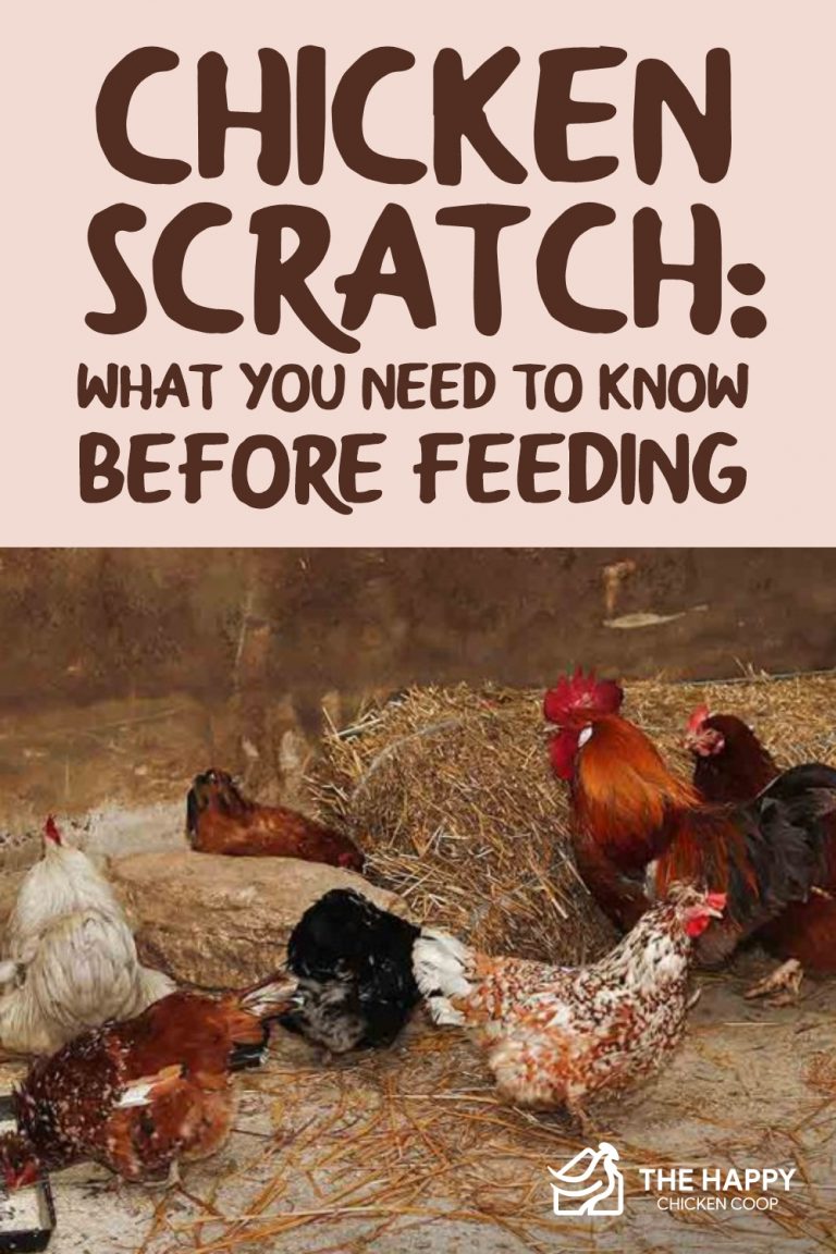 Chicken Scratch: What You Need To Know Before Feeding