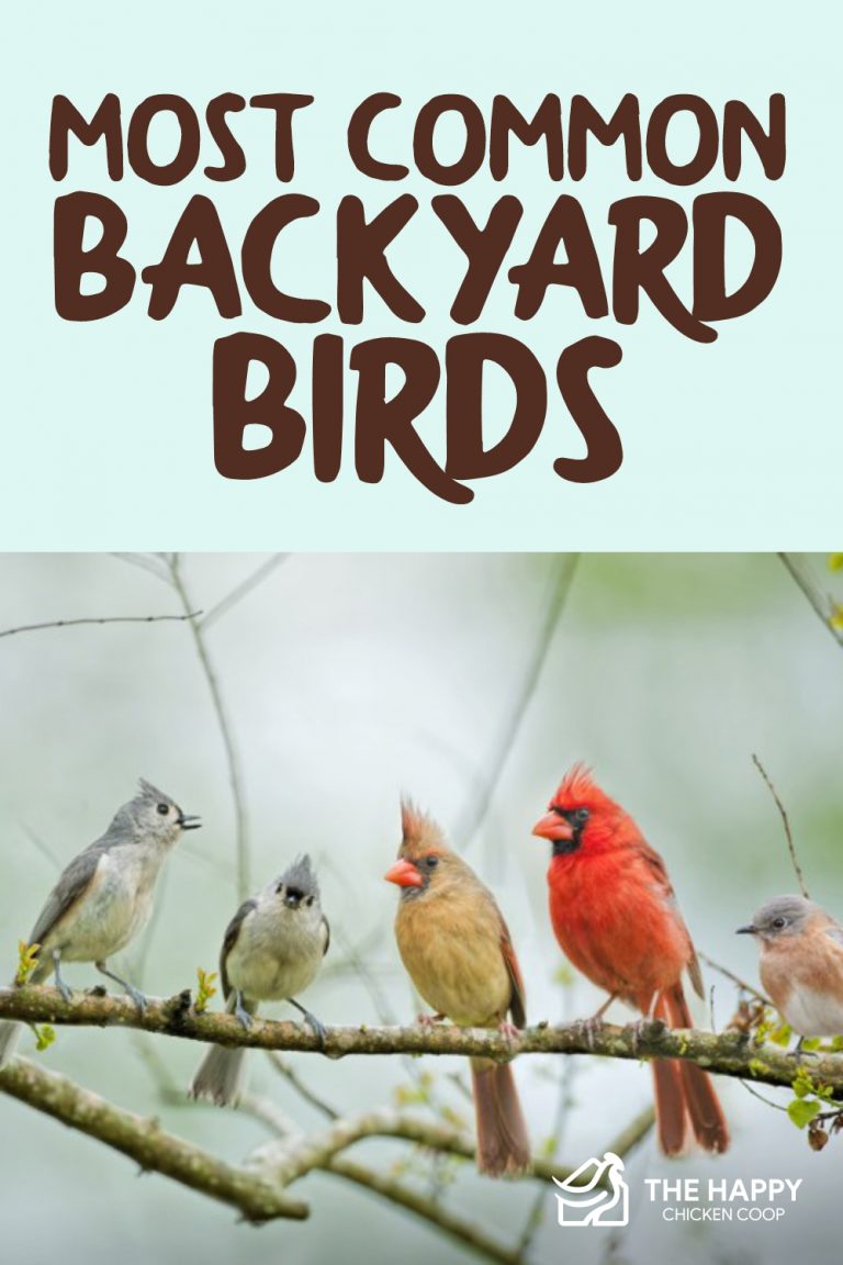 11 Most Common Types of Backyard Birds You Should Know About