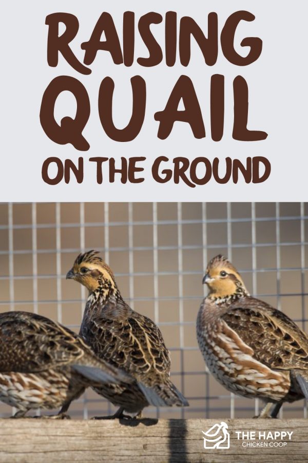 Raising Quail On The Ground And Ground Pen Information