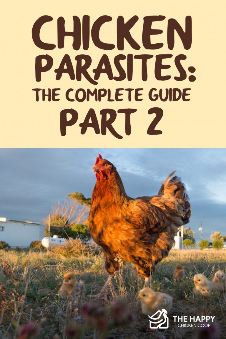 Chicken Parasites: The Complete Guide Part 2