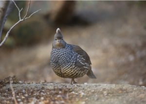 Blue Scale Quail: Traits, Care & Health - The Happy Chicken Coop