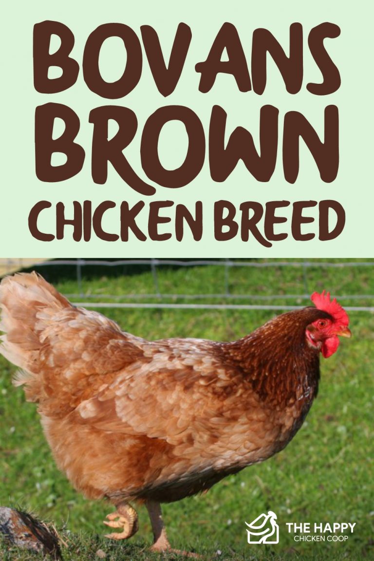 Bovans Brown Chicken Breed: Everything You Need to Know