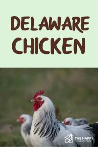 Delaware Chicken: Care, Egg Laying and Pictures