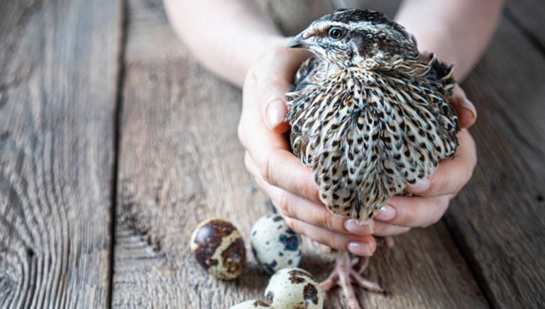 How to Get Quails to Lay Eggs (7 Tips for Laying Quail Keepers)