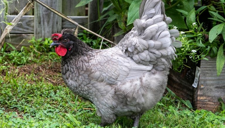 14 Best Chicken Breeds for Foraging - The Happy Chicken Coop