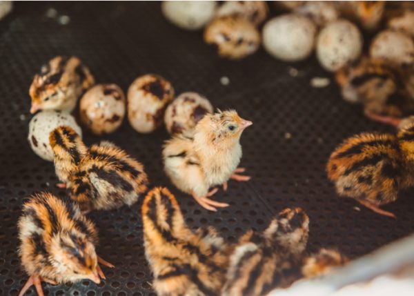 What Raising Quails Can Teach Children: 11 Life Lessons Raising Quails