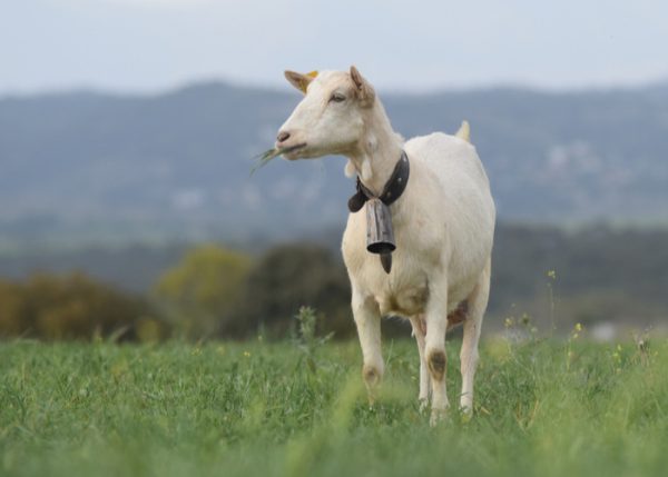 Top 15 Show Goat Breeds - The Happy Chicken Coop