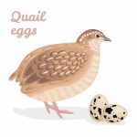 How to Get Quails to Lay Eggs (7 Tips for Laying Quail Keepers)